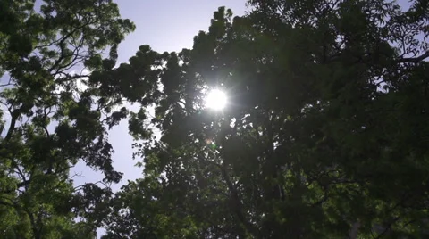 SLOW MOTION: Sun shining through lush le... | Stock Video | Pond5