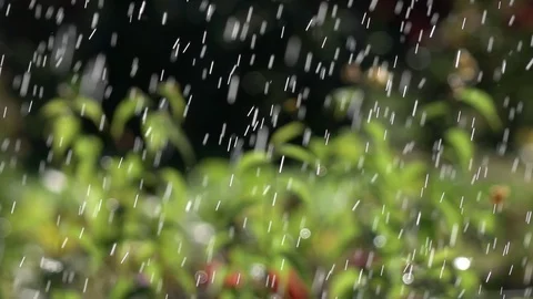 Slow motion of sunny rain on fine defocu... | Stock Video | Pond5