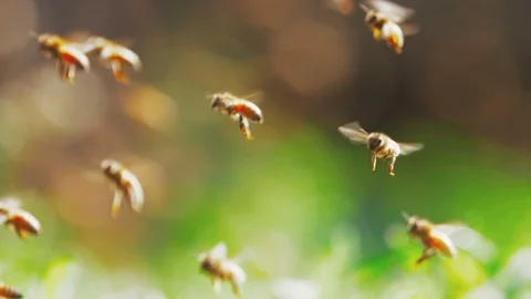 Bee Stock Videos – Royalty-Free HD & 4K Videos