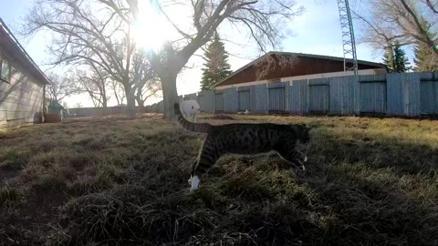 SLOW MOTION - Tabby cat jumping in the b... | Stock Video | Pond5