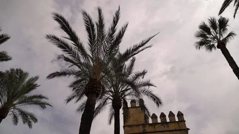 Slow motion tilt view of palm tree silho... | Stock Video | Pond5