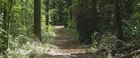 Slow motion tilting on forest trail 4K a... | Stock Video | Pond5