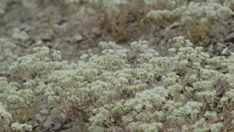 Slow motion tiny flowers of Scleranthus ... | Stock Video | Pond5