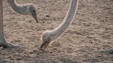 Ostrich Pooping Stock Footage ~ Royalty Free Stock Videos | Pond5