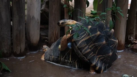 Turtle Mating Stock Footage ~ Royalty Free Stock Videos | Pond5