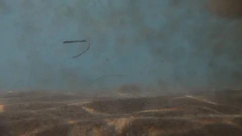 Slow motion underwater fine sand particl... | Stock Video | Pond5
