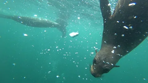 Slow motion underwater footage of sea li... | Stock Video | Pond5