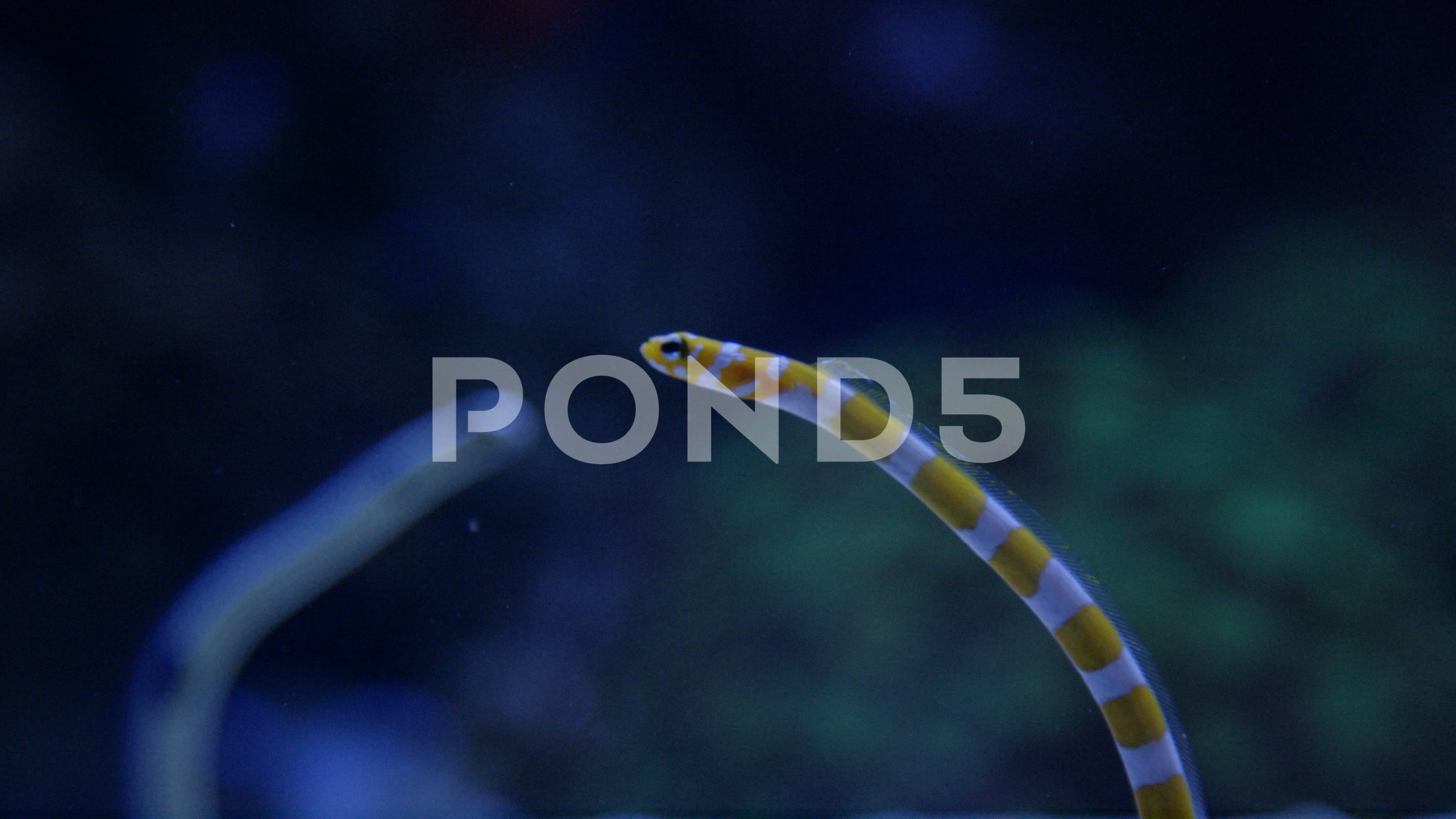 Gif Splendid Garden Eel | Fasci Garden