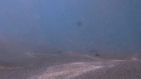 Slow motion underwater sea particles flo... | Stock Video | Pond5