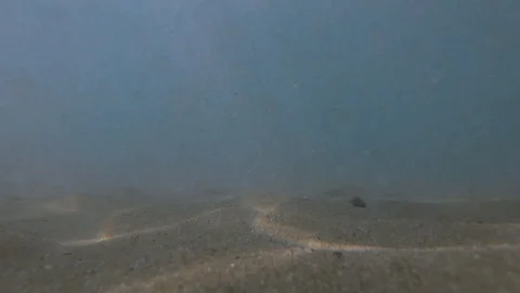 Slow motion underwater sea particles fin... | Stock Video | Pond5