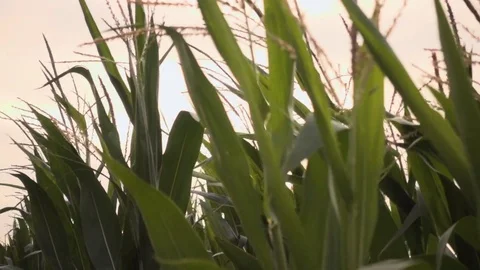 P****** Hd Video Stock Videos – Royalty-Free HD & 4K Videos | Pond5