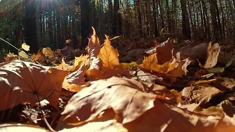 Slow motion video - maple leaves falling... | Stock Video | Pond5
