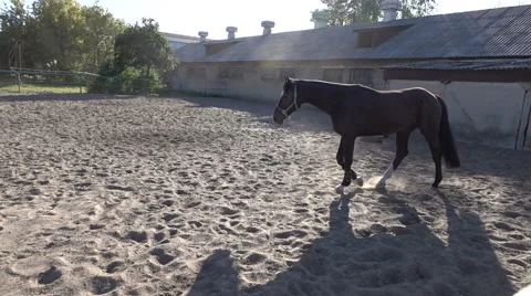 Big Bother Video Stock Videos – Royalty-Free HD & 4K Videos