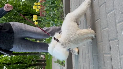 Video Love Toy Stock Videos – Royalty-Free HD & 4K Videos | Pond5