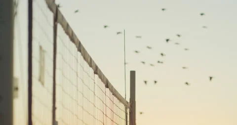 Volleyball Background Stock Footage ~ Royalty Free Stock Videos | Pond5