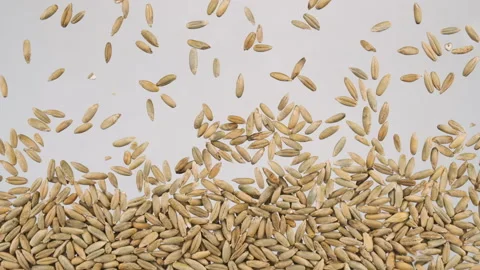 Slow motion. A whole grain of rye flying... | Stock Video | Pond5