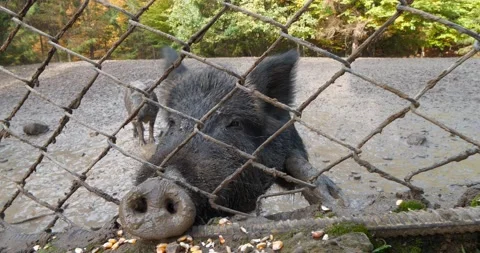 Slow Motion Wild boar in an enclosure in... | Stock Video | Pond5