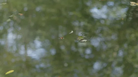 Slow motion zen river waters and fallen ... | Stock Video | Pond5