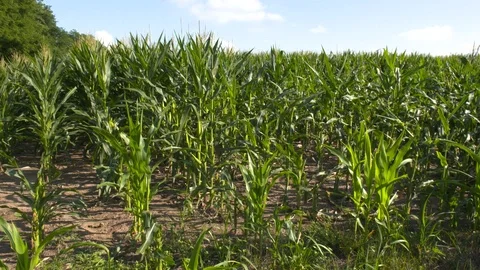 Slow motion/High Speed shots of a corn f... | Stock Video | Pond5