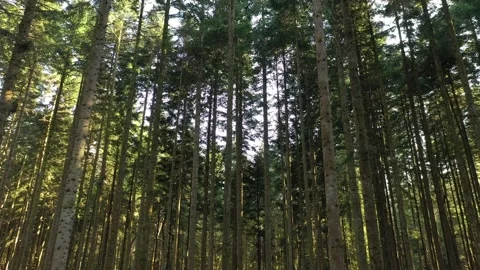 Slow movement in tall conifer forest | Stock Video | Pond5