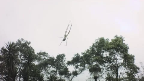 slow moving around view of a wild small ... | Stock Video | Pond5