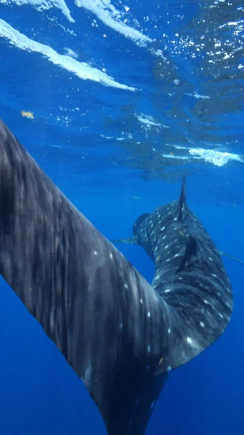 Slow-Moving Large Dotted Whale Shark Swi... | Stock Video | Pond5