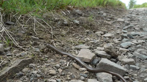 slow or blind worm, Angius fragilis, is ... | Stock Video | Pond5