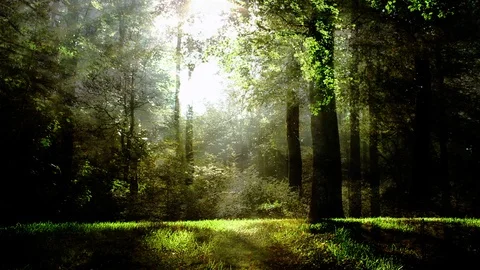 Slow paced and calm forest background an... | Stock Video | Pond5