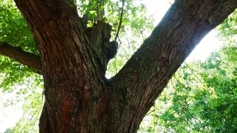 Slow Pan Across Tree Into Sunlight | Stock Video | Pond5