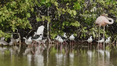 Slow pan to the Flock of water birds in ... | Stock Video | Pond5