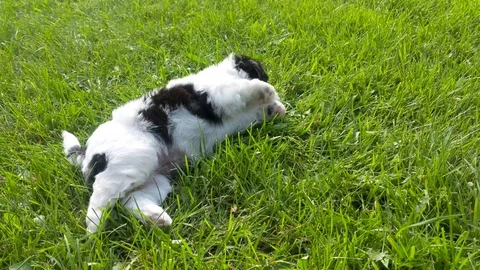 Slow pan right of Maltese Miniature Schn... | Stock Video | Pond5