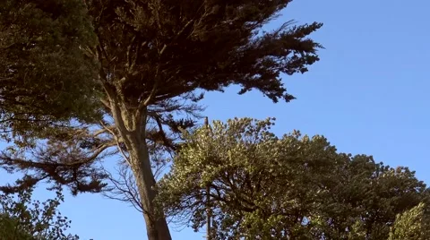 Slow Pan of Trees Blowing in the Wind, w... | Stock Video | Pond5