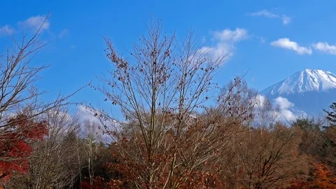 Slow panning shot of some trees with the... | Stock Video | Pond5