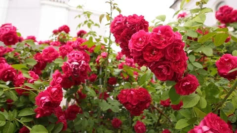 A slow panorama of flowering red roses i... | Stock Video | Pond5