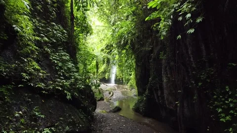 Slow pov forward walk through deep rainf... | Stock Video | Pond5