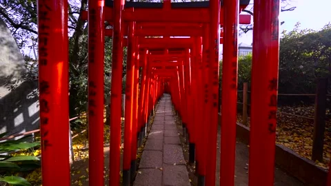 Slow POV style walk through rows of typi... | Stock Video | Pond5