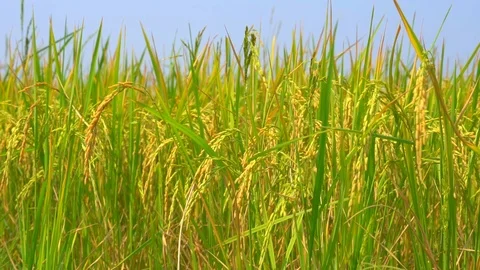 Slow rice stem field on windy on blue sk... | Stock Video | Pond5