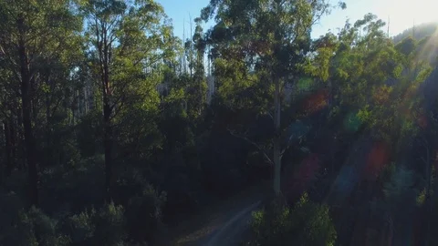 Slow rise along tall eucalyptus trees wi... | Stock Video | Pond5