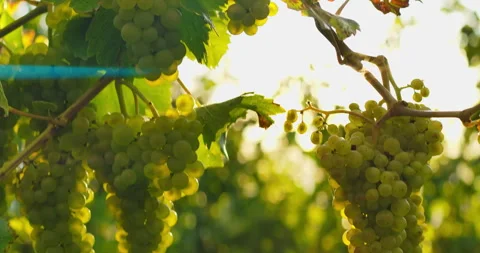 Slow rise and fall with sparkling sunlig... | Stock Video | Pond5