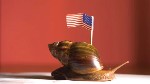 Slow snail with USA flag slowly moving t... | Stock Video | Pond5