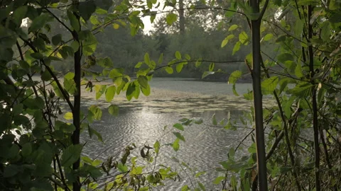 Slow Zoom Through Trees of Rippling Pond... | Stock Video | Pond5