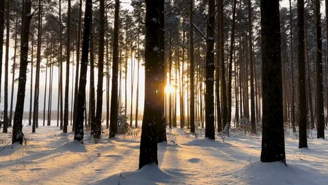 Slowly falling snow at sunset in the for... | Stock Video | Pond5