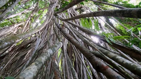 Slowly move at the tree root of Banyan t... | Stock Video | Pond5