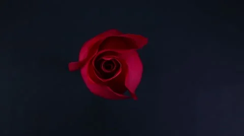 Slowly revolving red rose flower | Stock Video | Pond5