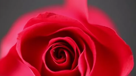 Slowly revolving red rose flower | Stock Video | Pond5