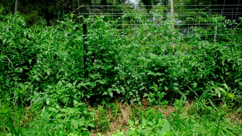 Its Very Own Stock Videos – Royalty-Free HD & 4K Videos