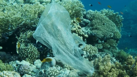 Fish Plastic Bag Stock Videos – Royalty-Free HD & 4K Videos | Pond5