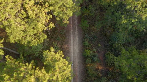 Pinelight Video Stock Videos – Royalty-Free HD & 4K Videos