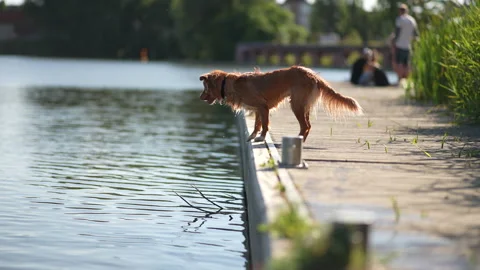 Dog Ducking Woman Stock Videos – Royalty-Free HD & 4K Videos