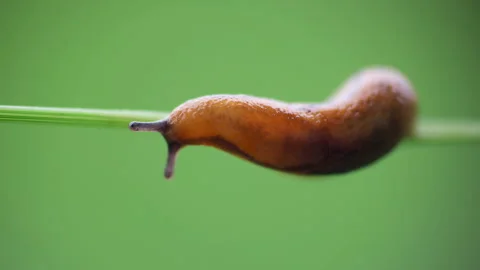 Slug animal on slide grass stem with blu... | Stock Video | Pond5